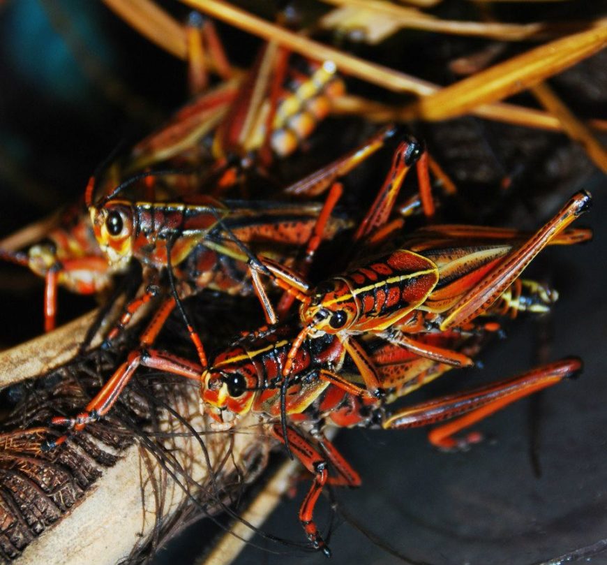 Monsanto Insectarium & Butterfly House at the Saint Louis Zoo – St ...