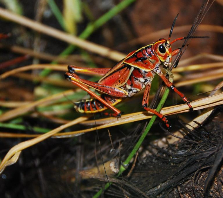 Monsanto Insectarium & Butterfly House at the Saint Louis Zoo – St ...
