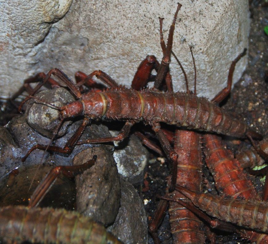 Monsanto Insectarium & Butterfly House at the Saint Louis Zoo – St ...