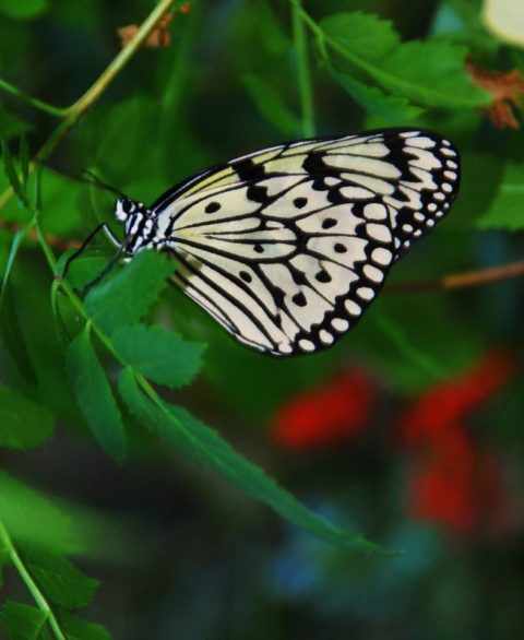 Monsanto Insectarium & Butterfly House at the Saint Louis Zoo – St ...