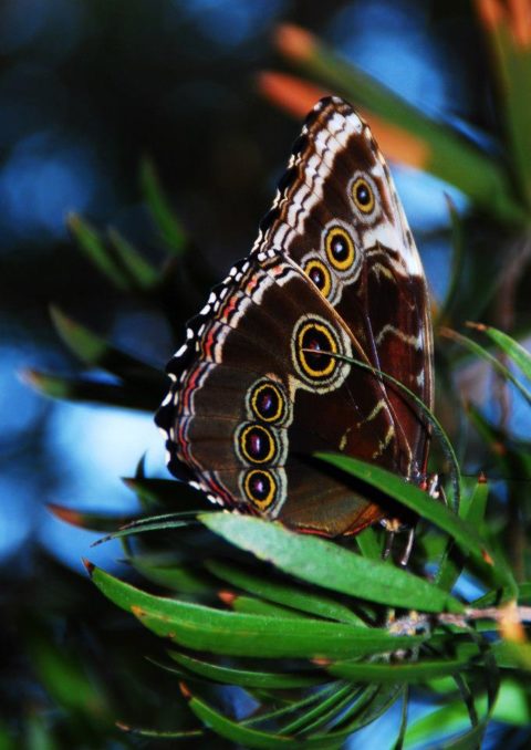 Monsanto Insectarium & Butterfly House at the Saint Louis Zoo – St ...