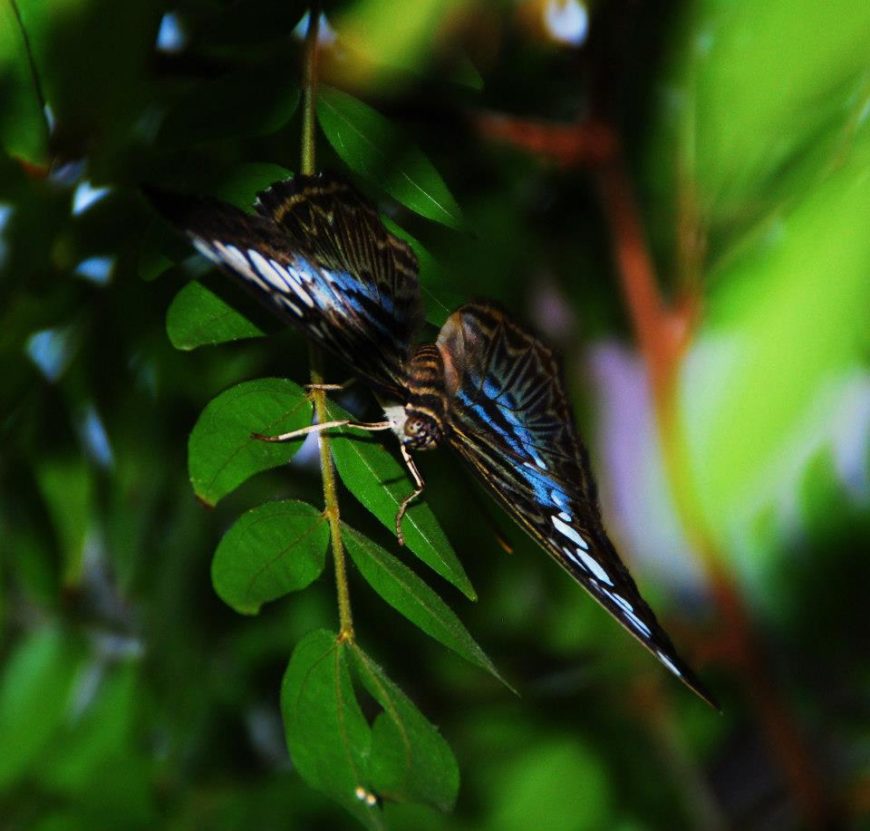 Monsanto Insectarium & Butterfly House at the Saint Louis Zoo – St ...