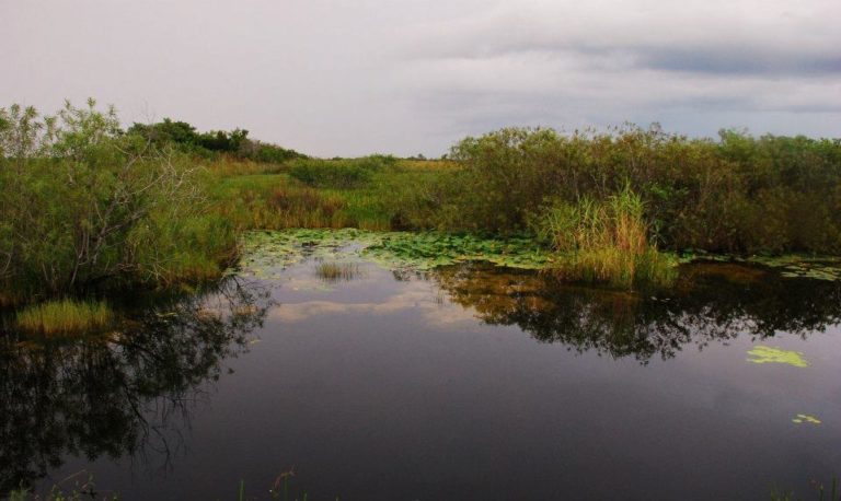 A Day in the Everglades – Everglades National Park – Homestead, Florida ...