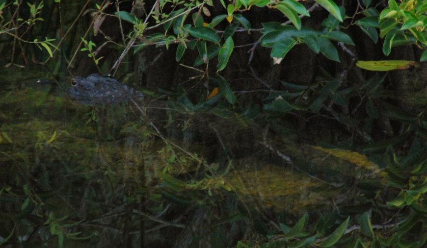 Night Sounds of the Swamp – Everglades National Park – Homestead ...