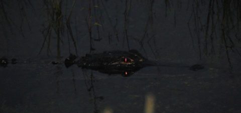 Night Sounds of the Swamp – Everglades National Park – Homestead ...