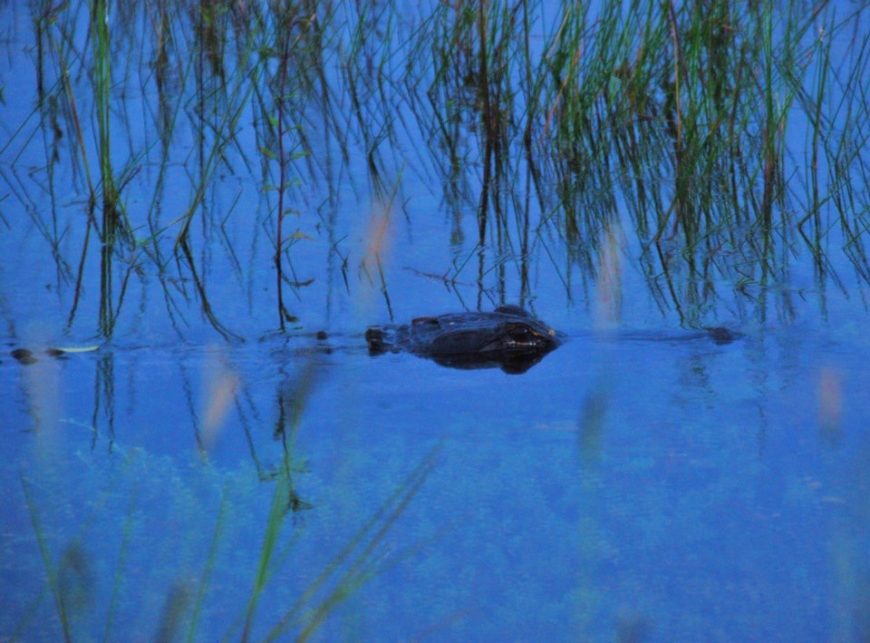 Night Sounds of the Swamp – Everglades National Park – Homestead ...