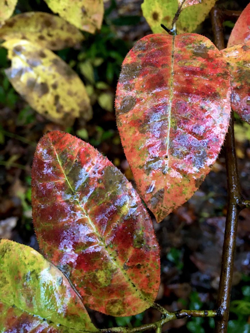 Autumn Fog – Osage Mountain – Nantahala National Forest – Highlands ...