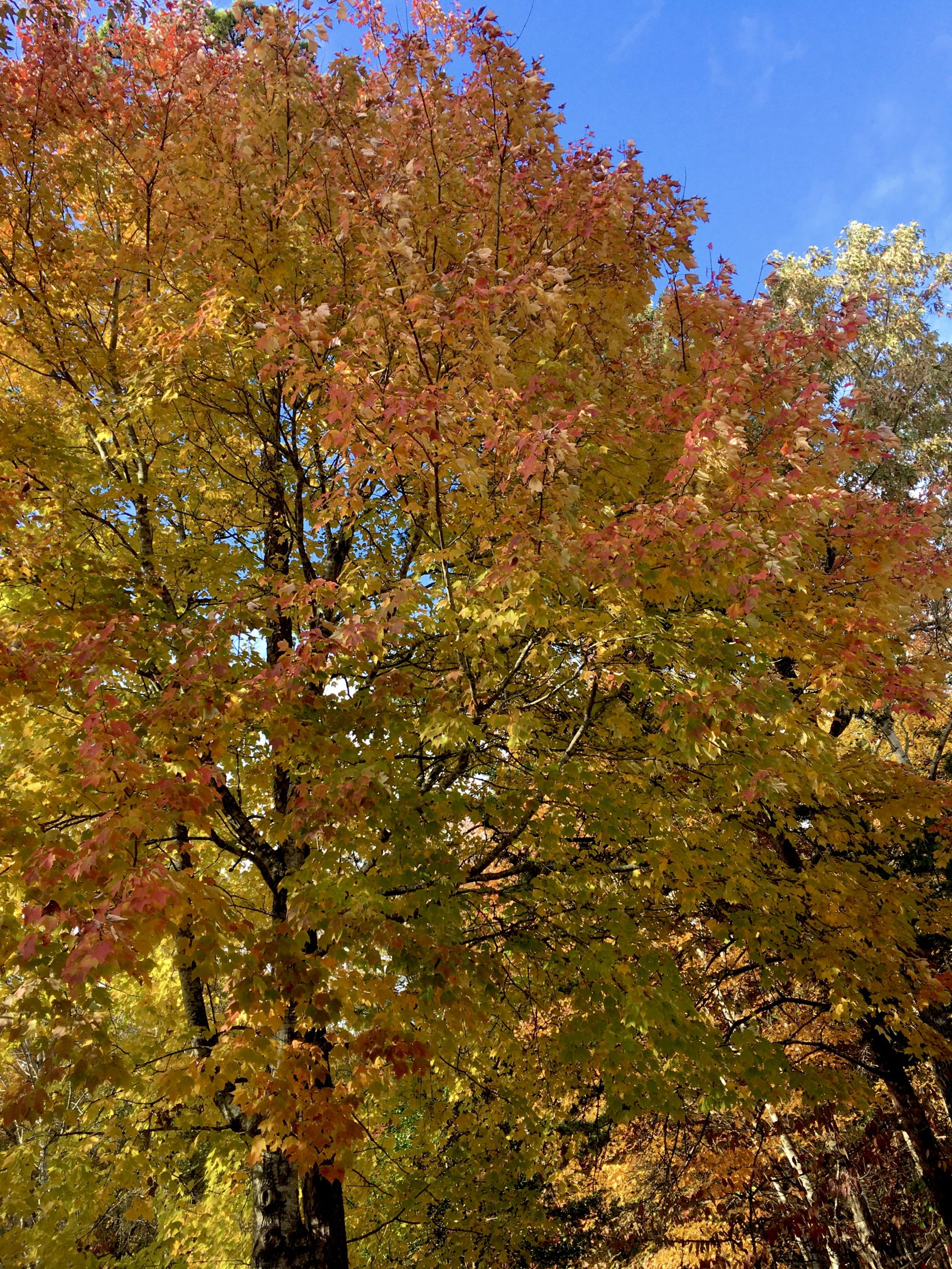 Fall Foliage Hiking at Lake Jocassee – Devil’s Fork State Park – Salem ...