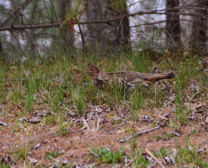Bandy Creek Loop Trail – Big South Fork National River and Recreation ...