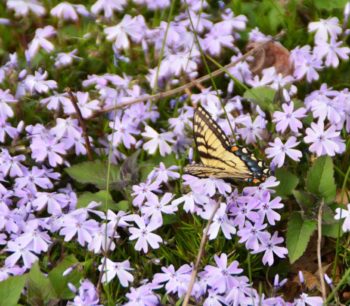 Bandy Creek Loop Trail – Big South Fork National River and Recreation ...