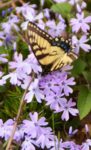 Bandy Creek Loop Trail – Big South Fork National River and Recreation ...