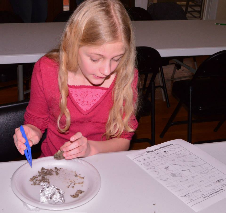 Great Science Ideas – Owl Pellet Dissection Lab Activity! – SPG Family ...
