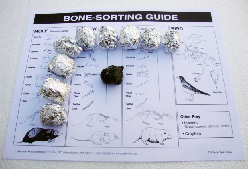 Great Science Ideas – Owl Pellet Dissection Lab Activity! – SPG Family ...