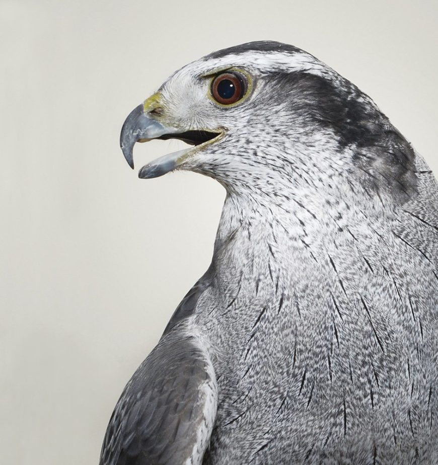 Teaching Science: North American Birds of Prey – SPG Family Adventure ...