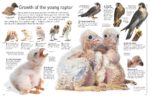 Teaching Science: North American Birds of Prey – SPG Family Adventure ...