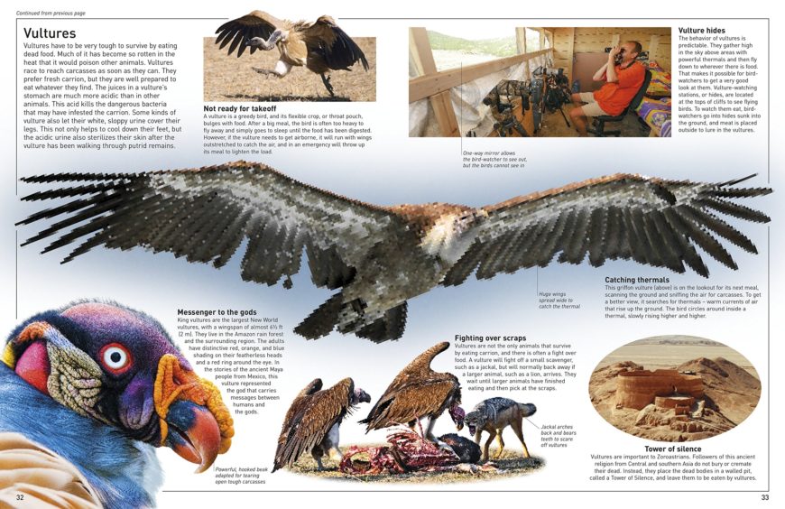 Teaching Science: North American Birds of Prey – SPG Family Adventure ...