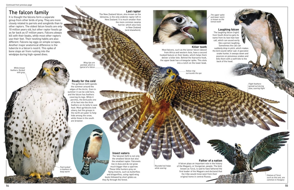 Teaching Science: North American Birds of Prey – SPG Family Adventure ...