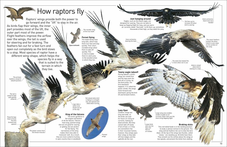 Teaching Science: North American Birds of Prey – SPG Family Adventure ...