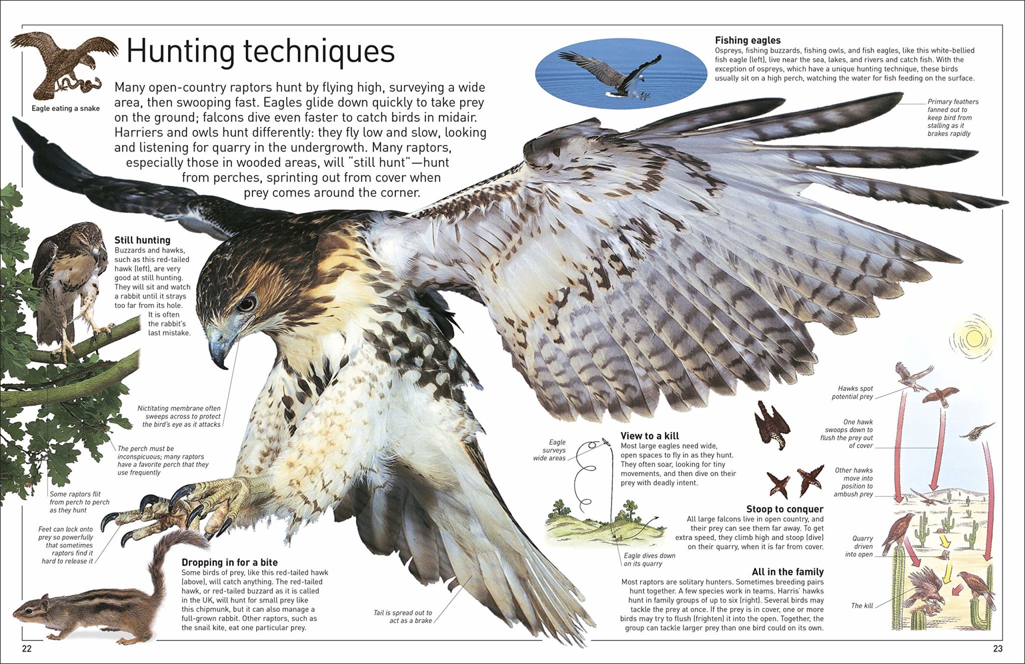 Teaching Science: North American Birds of Prey – SPG Family Adventure ...