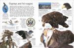 Teaching Science: North American Birds of Prey – SPG Family Adventure ...