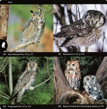Teaching Science: North American Birds of Prey – SPG Family Adventure ...