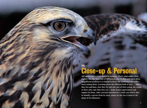 Teaching Science: North American Birds of Prey – SPG Family Adventure ...