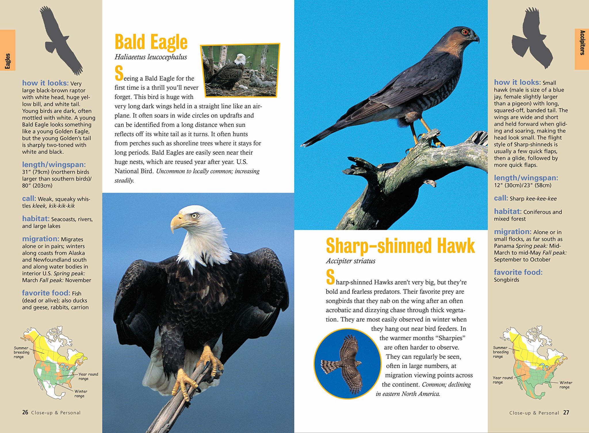 Teaching Science: North American Birds of Prey – SPG Family Adventure ...