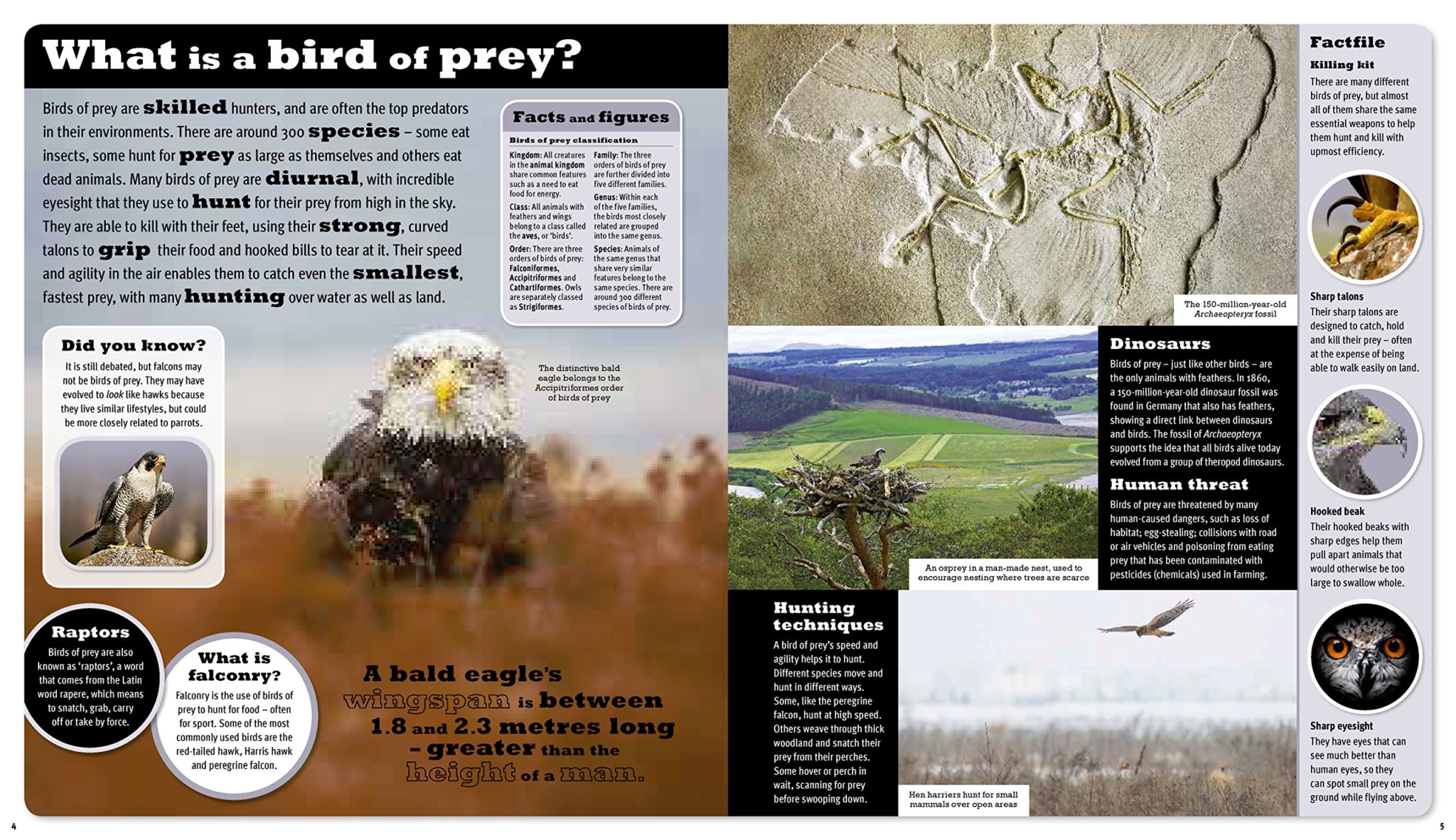 Teaching Science: North American Birds of Prey – SPG Family Adventure ...