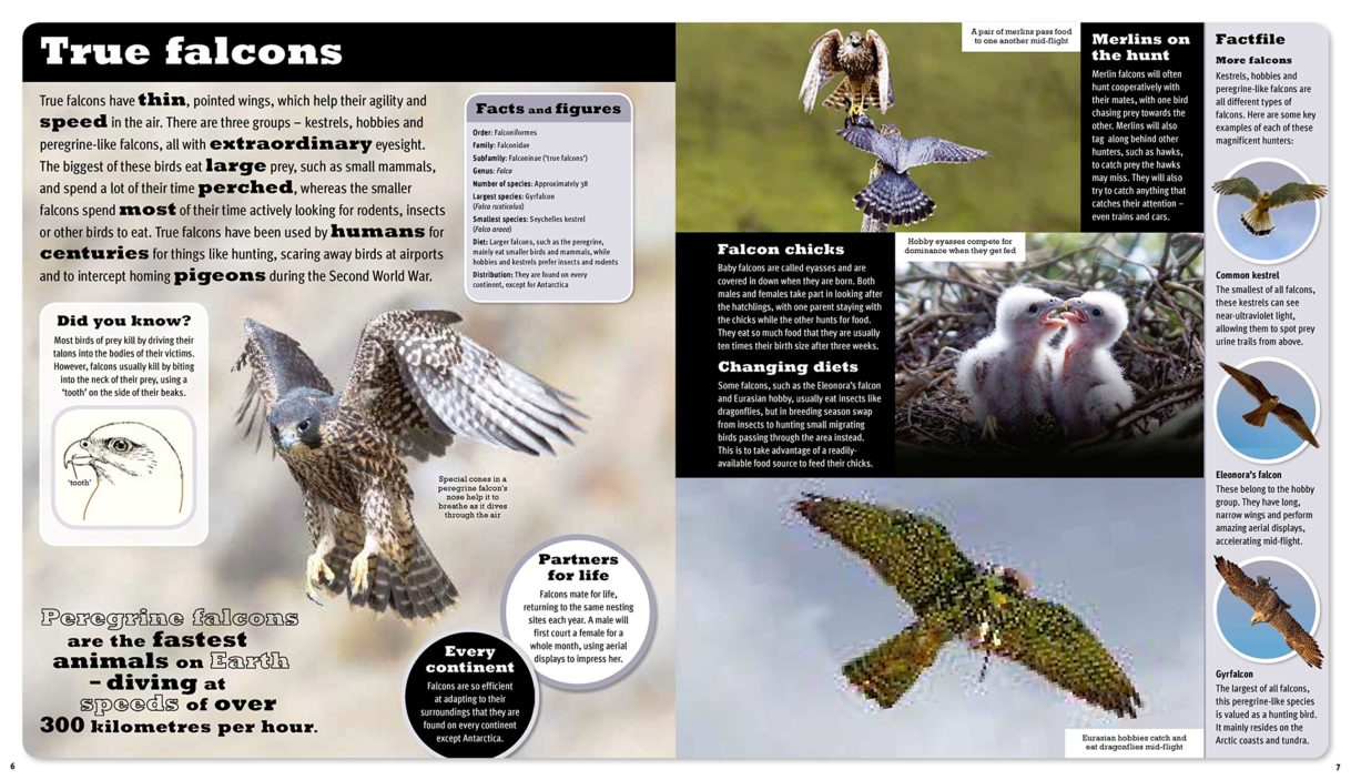 Teaching Science: North American Birds of Prey – SPG Family Adventure ...