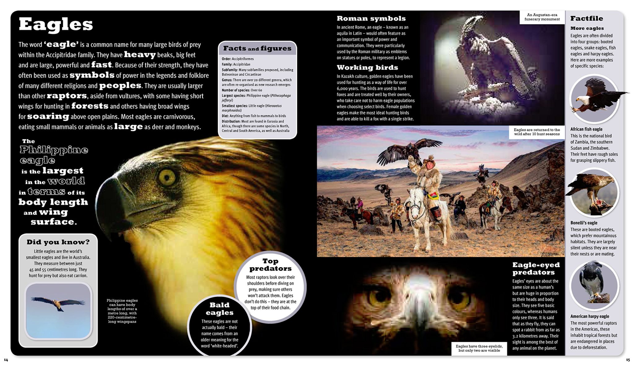 Teaching Science: North American Birds of Prey – SPG Family Adventure ...