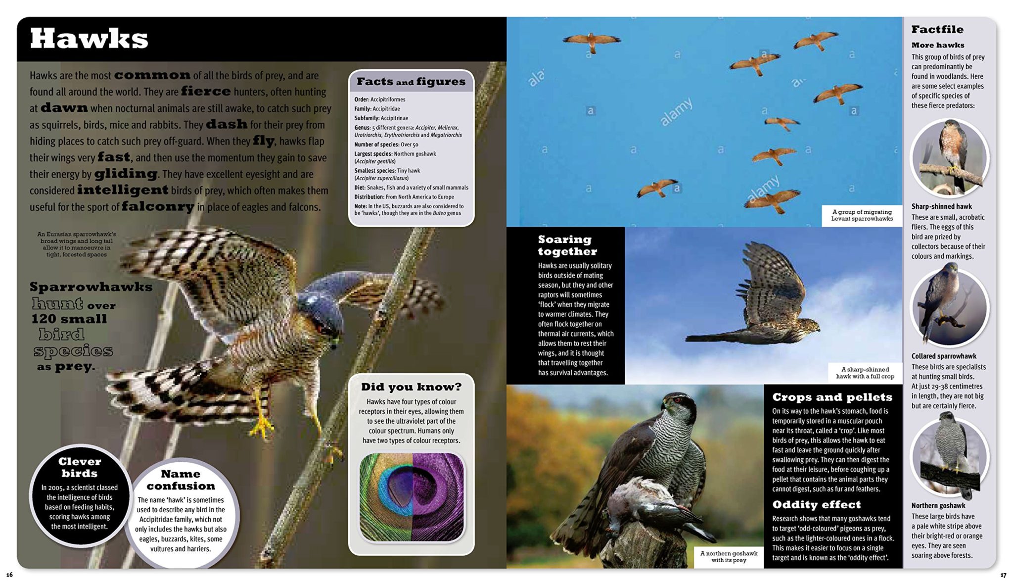 Teaching Science: North American Birds of Prey – SPG Family Adventure ...