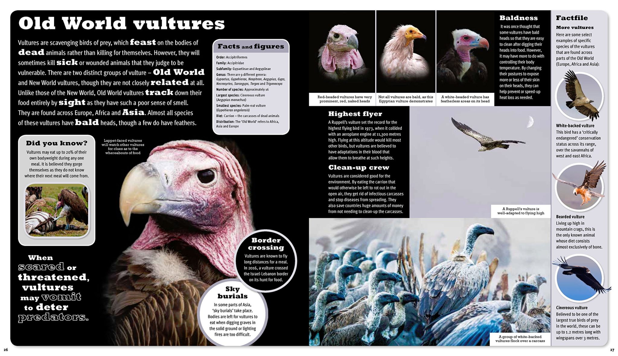 Teaching Science: North American Birds of Prey – SPG Family Adventure ...