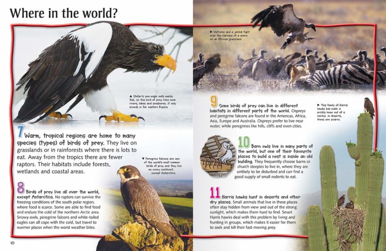 Teaching Science: North American Birds of Prey – SPG Family Adventure ...