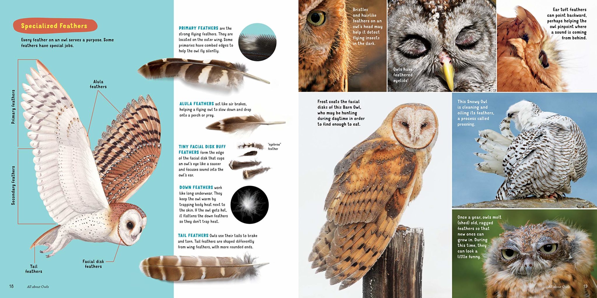 Teaching Science: Owls – SPG Family Adventure Network