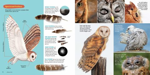 Teaching Science: Owls – SPG Family Adventure Network