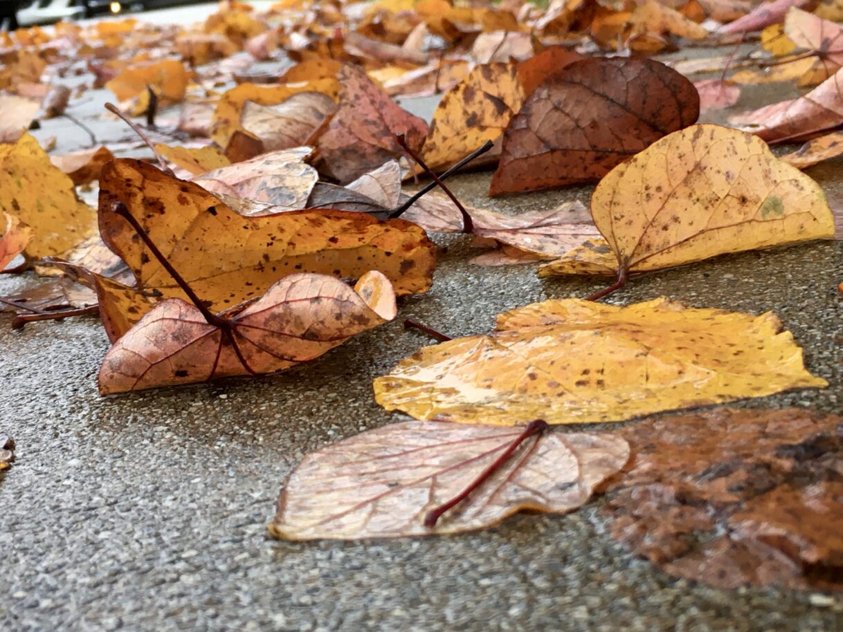 Wet Autumn Colors in Knoxville – Knoxville, Tennessee – 10/29/2020 ...