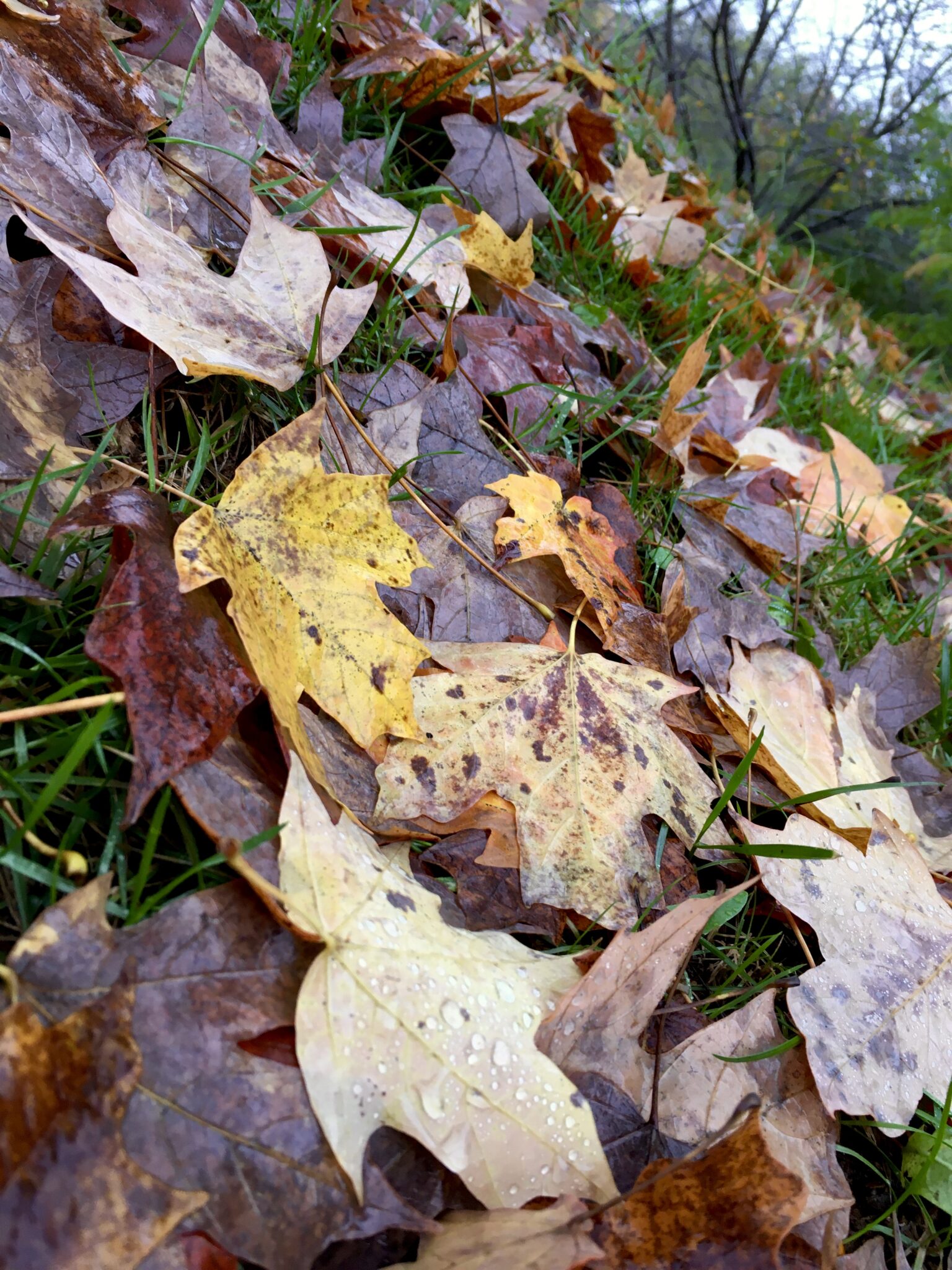 Wet Autumn Colors in Knoxville – Knoxville, Tennessee – 10/29/2020 ...