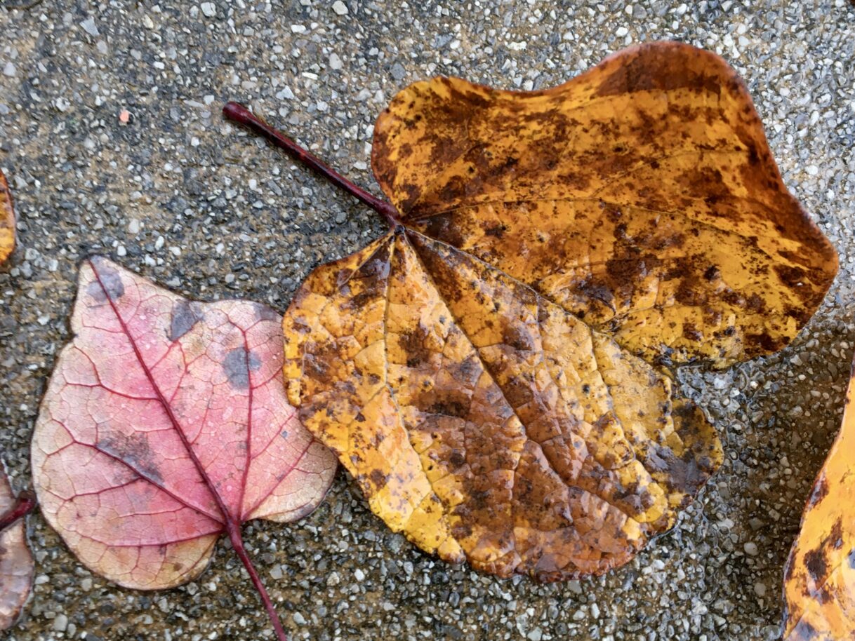 Wet Autumn Colors in Knoxville – Knoxville, Tennessee – 10/29/2020 ...
