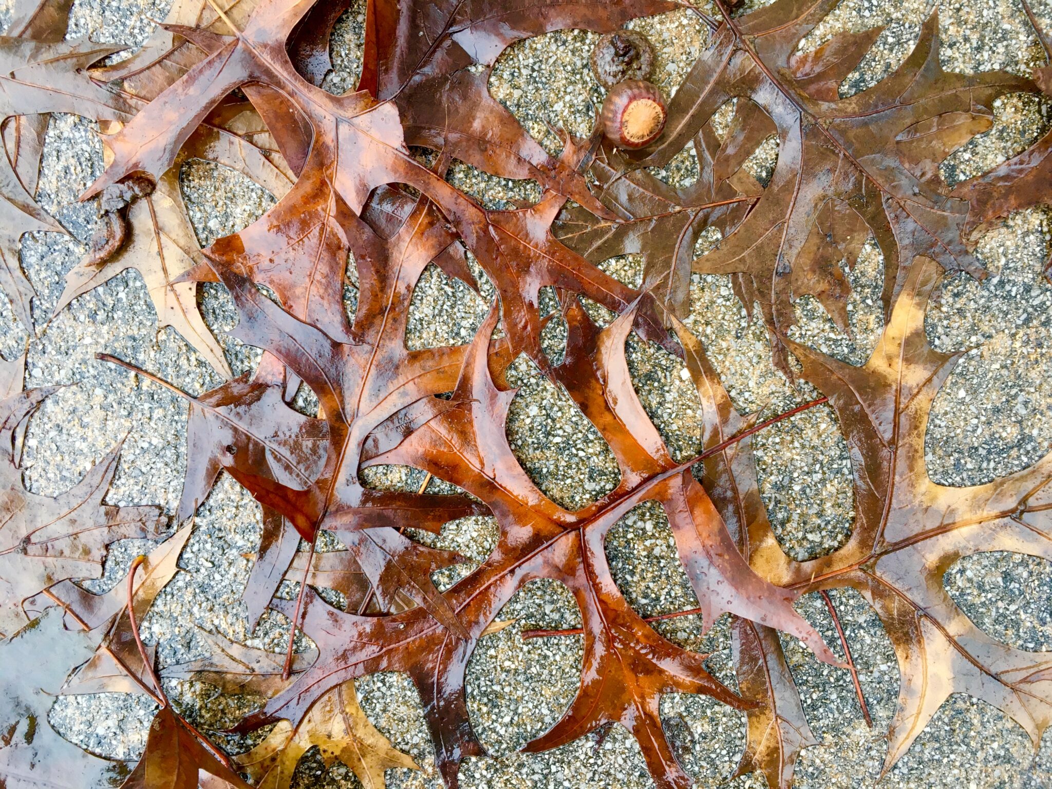 Wet Autumn Colors in Knoxville – Knoxville, Tennessee – 10/29/2020 ...