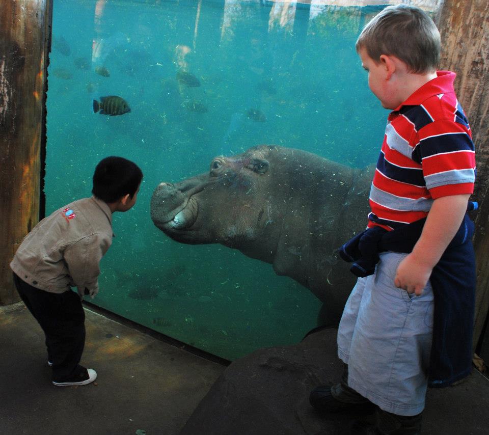 The St. Louis Zoo – Animals and Lights – St. Louis, Missouri – 11/20 ...
