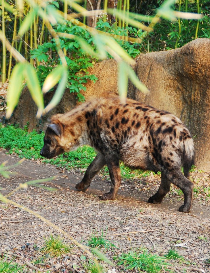 The St. Louis Zoo – Animals and Lights – St. Louis, Missouri – 11/20 ...