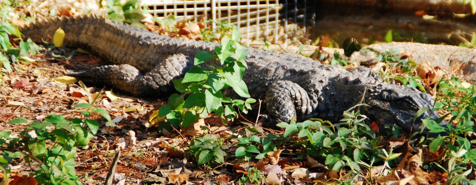 The St. Louis Zoo – Animals and Lights – St. Louis, Missouri – 11/20 ...