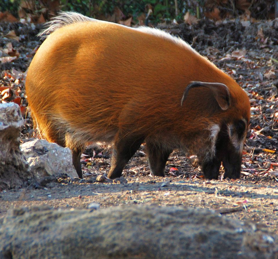 The St. Louis Zoo – Animals and Lights – St. Louis, Missouri – 11/20 ...