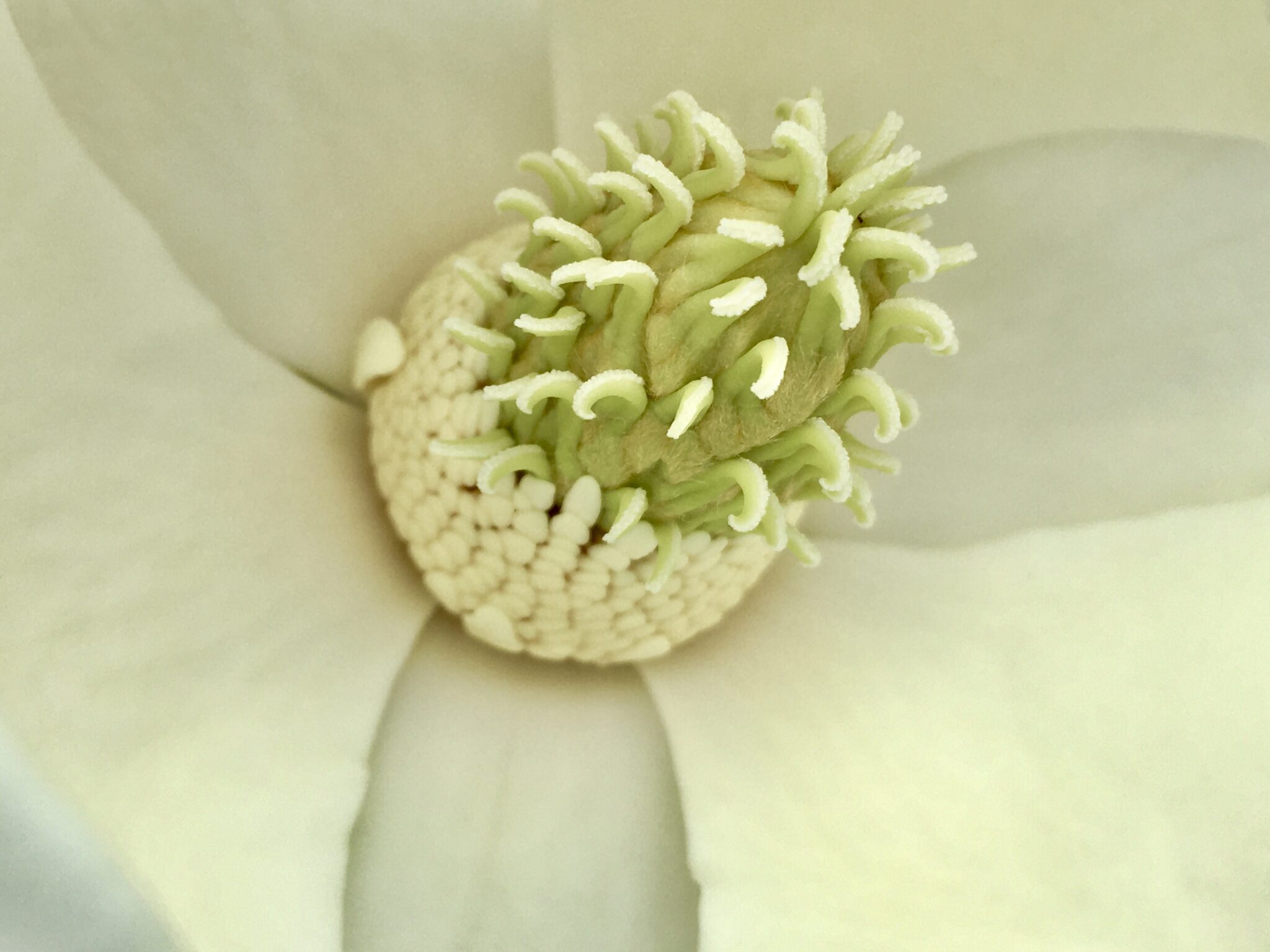 Sweet Southern Magnolias – Columbus, Georgia – 05/05/2021 – SPG Family ...