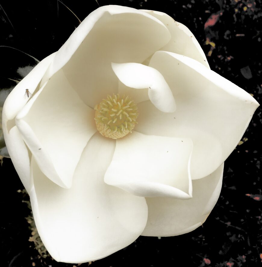 Sweet Southern Magnolias – Columbus, Georgia – 05/05/2021 – SPG Family ...