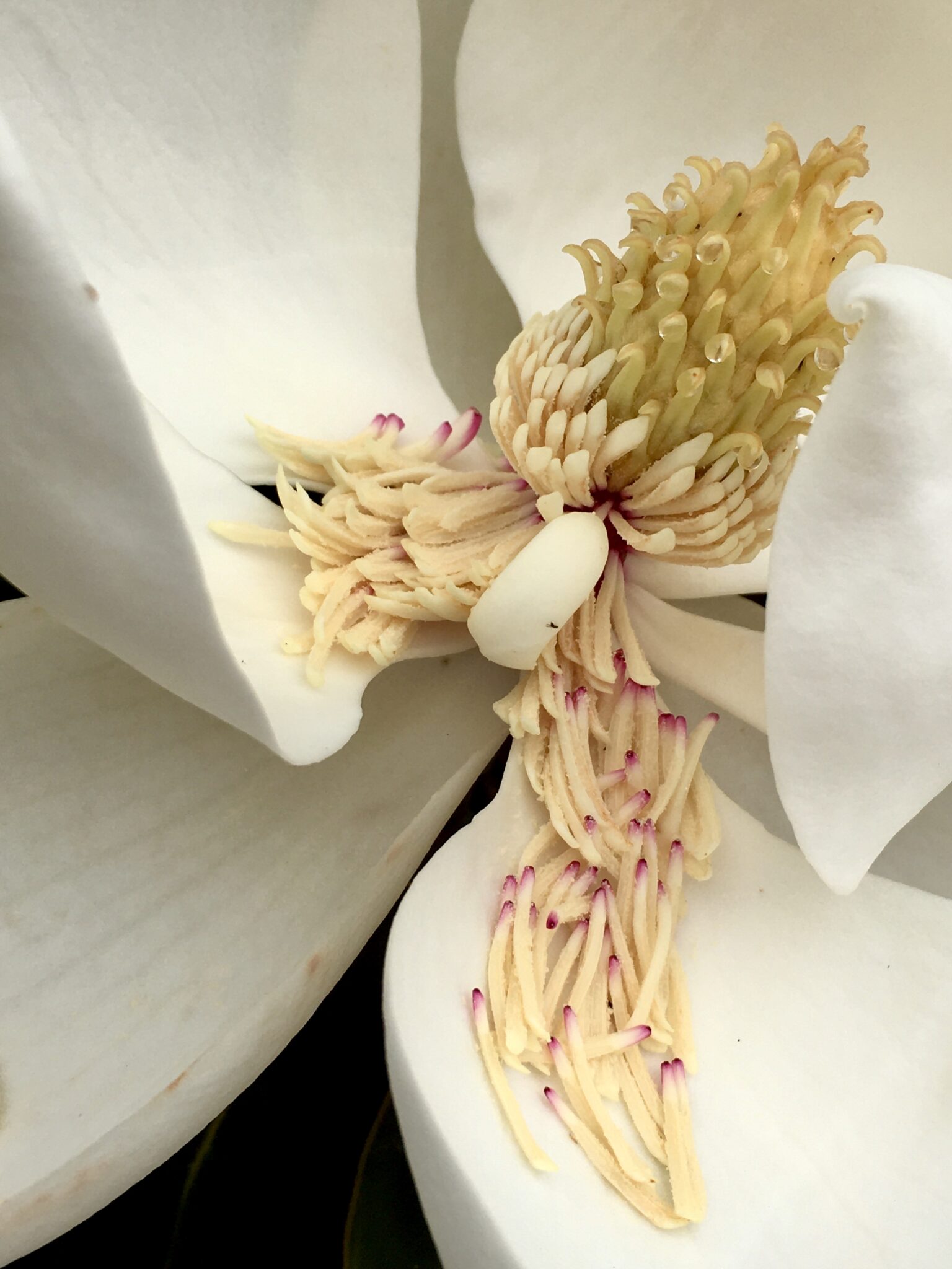 Sweet Southern Magnolias – Columbus, Georgia – 05/05/2021 – SPG Family ...