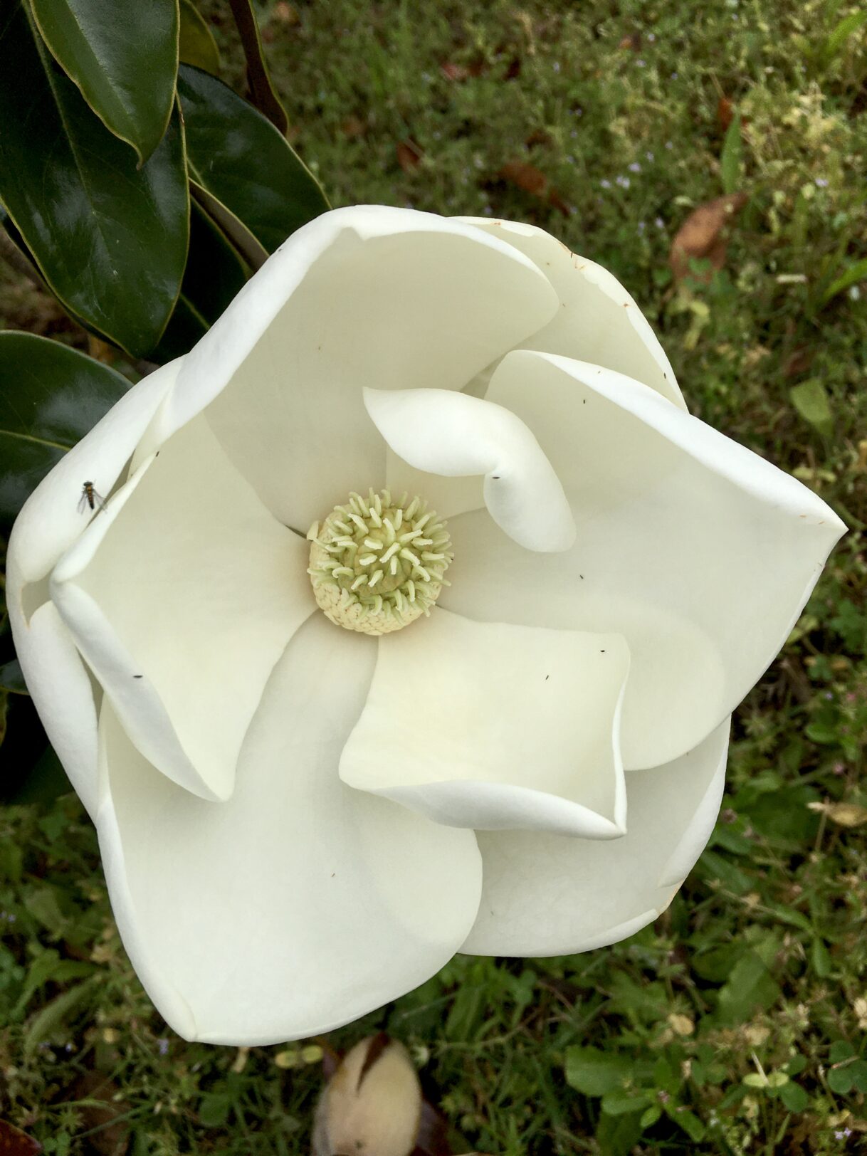 Sweet Southern Magnolias – Columbus, Georgia – 05/05/2021 – SPG Family ...