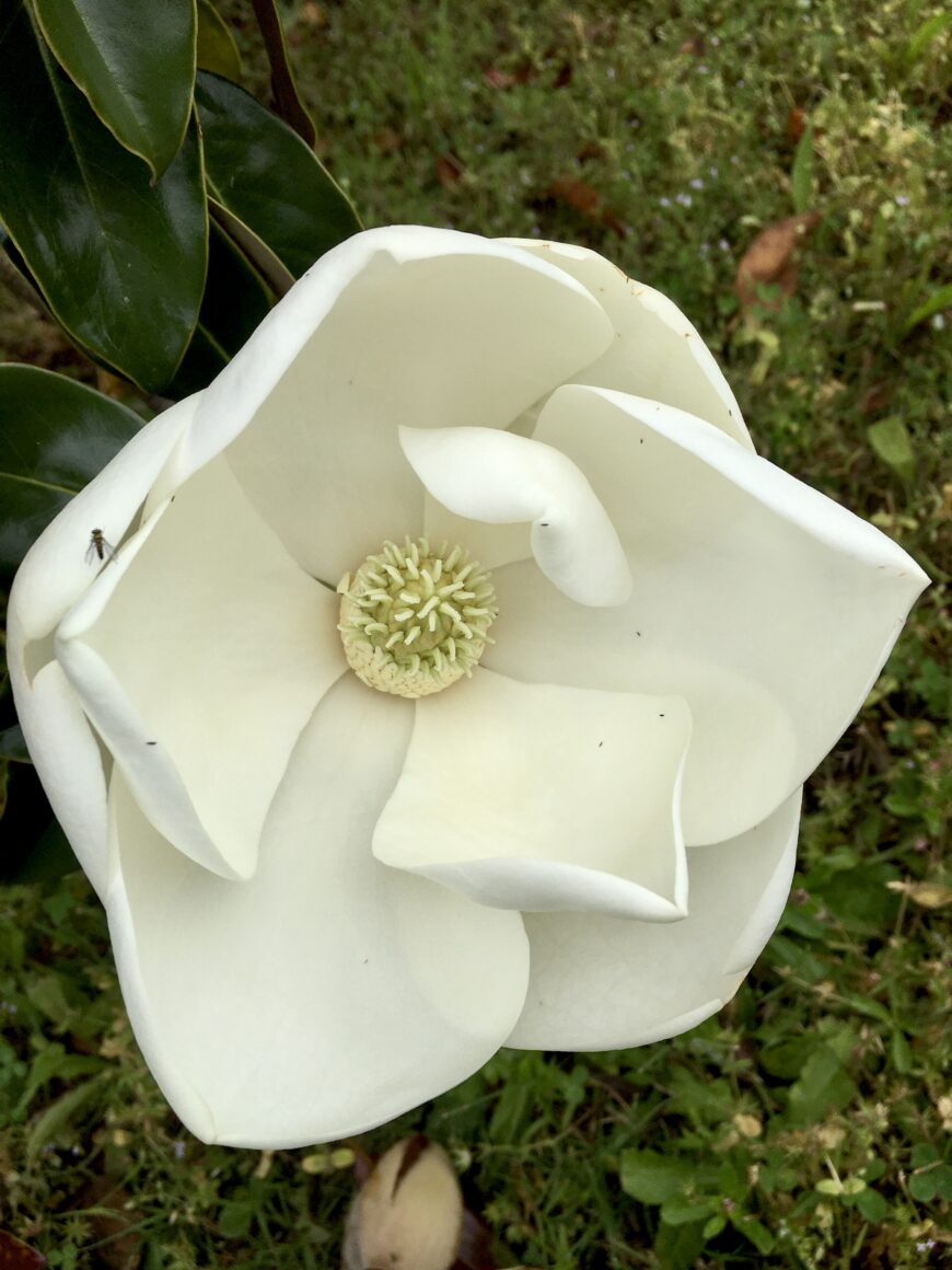 Sweet Southern Magnolias – Columbus, Georgia – 05/05/2021 – SPG Family ...