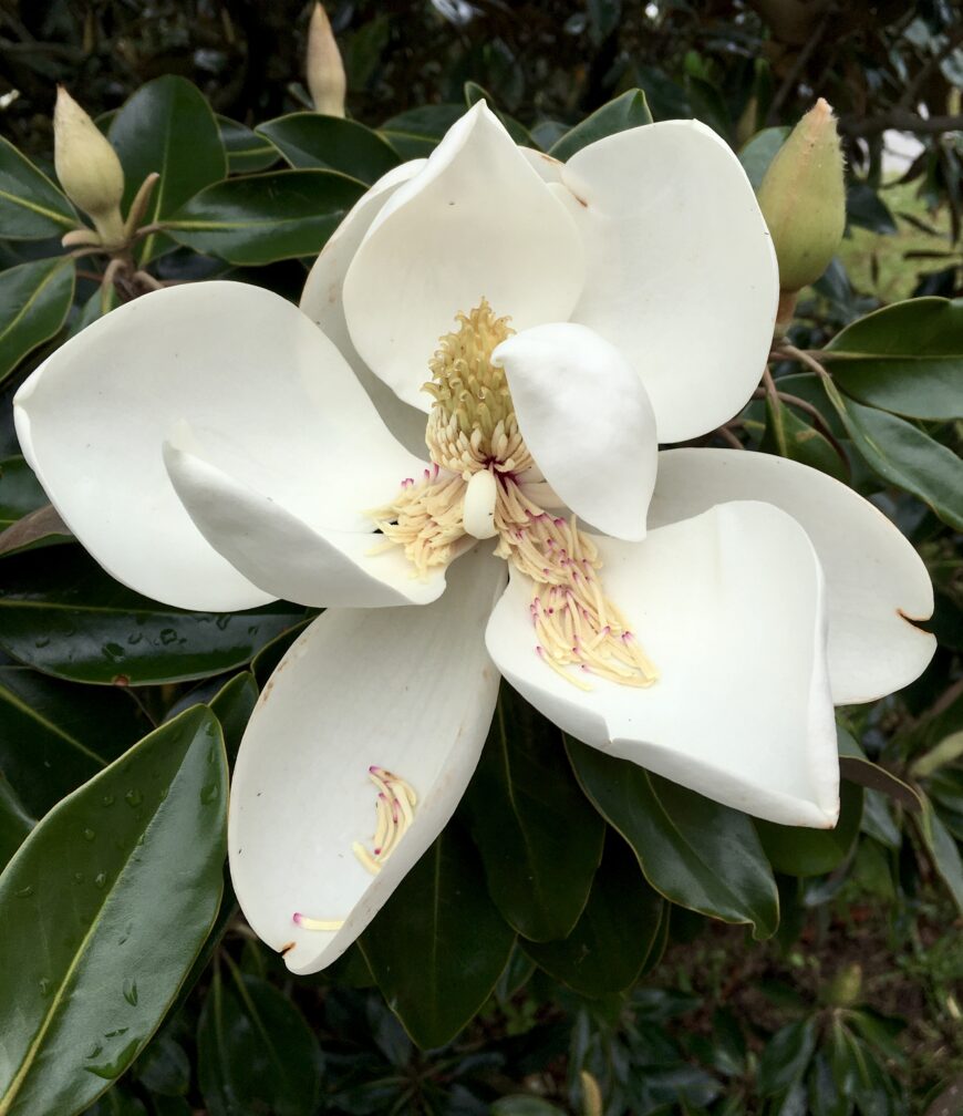 Sweet Southern Magnolias – Columbus, Georgia – 05/05/2021 – SPG Family ...