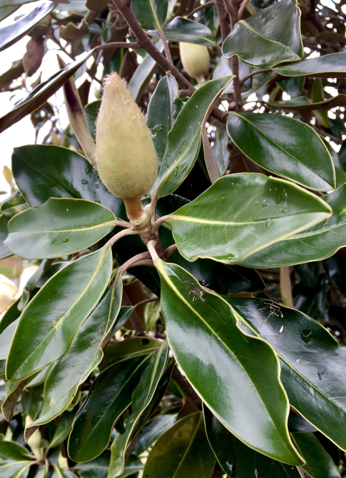 Sweet Southern Magnolias – Columbus, Georgia – 05/05/2021 – SPG Family ...